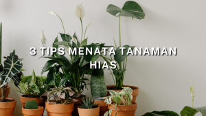 3 Tips Menata Tanaman Hias - SumbarFokus.com